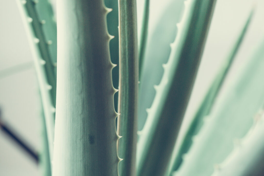 Aloe Vera, In The Spotlight